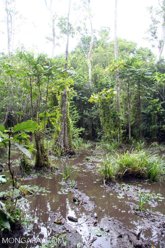 Gabon Rainforest
