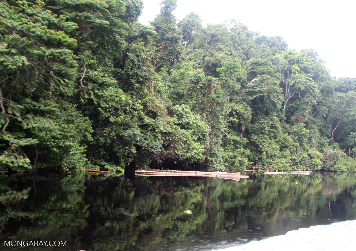 Gabon Rainforest