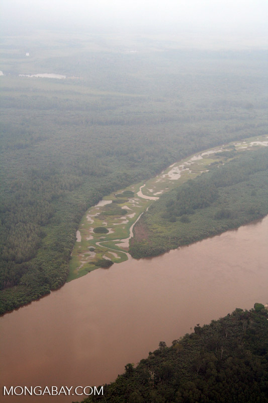 Gabon Rainforest