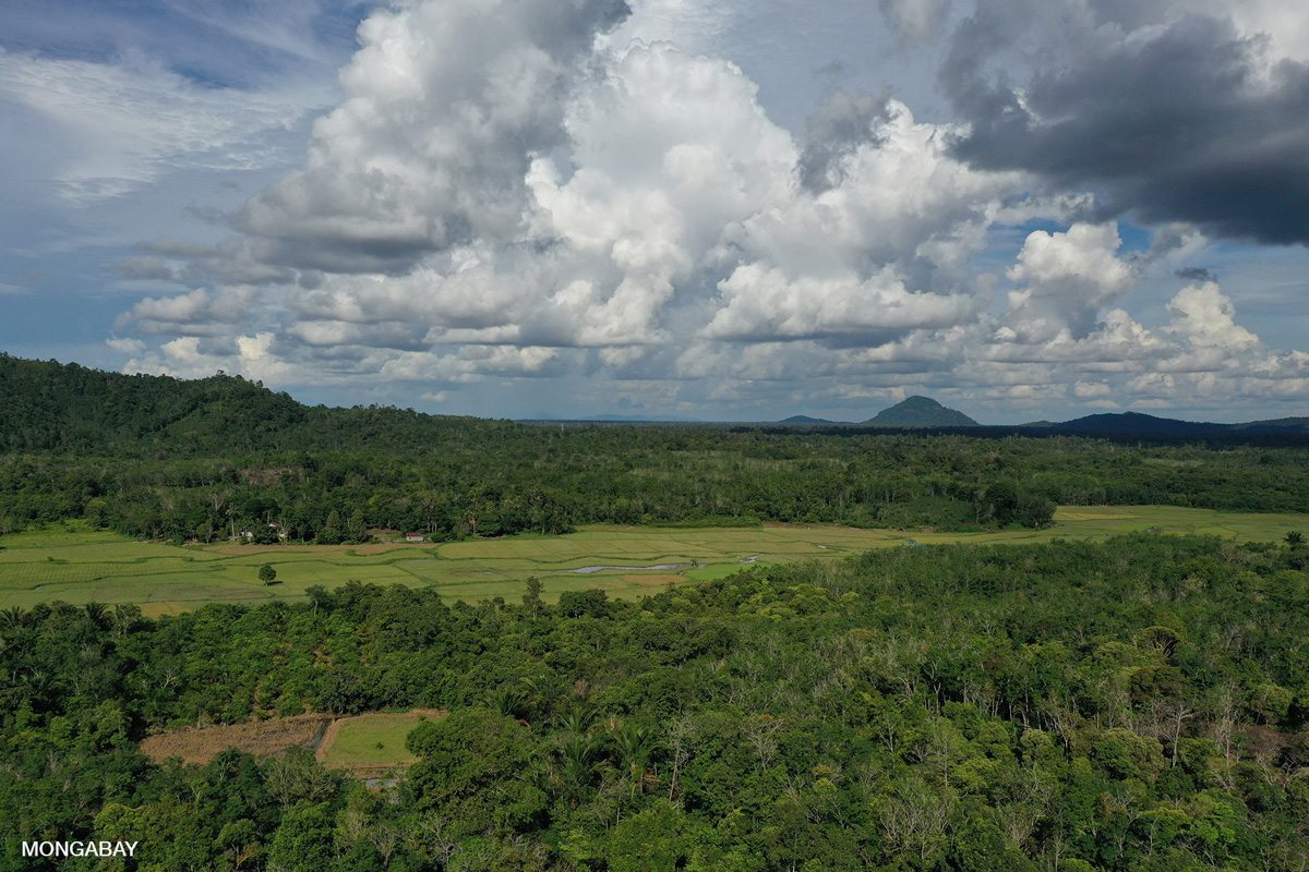 Rice paddies, forest, and agroforest