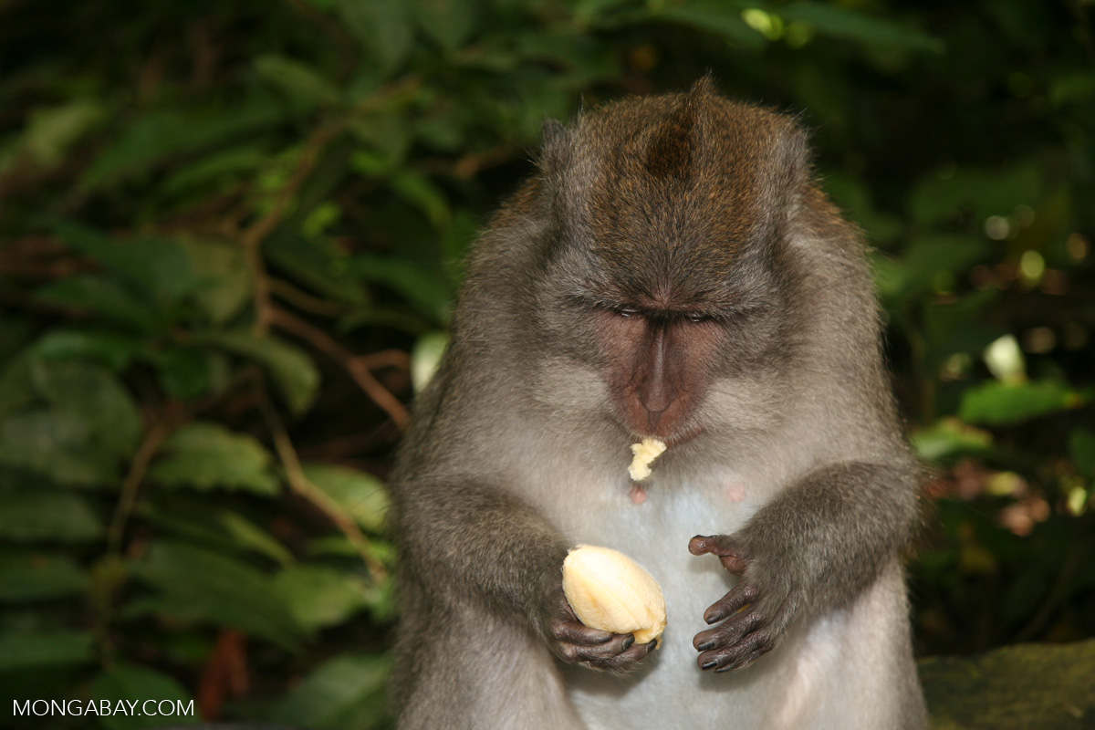 Long-tailed macaque (Macaca fascicularis) eating a fruit (Ubud, Bali)