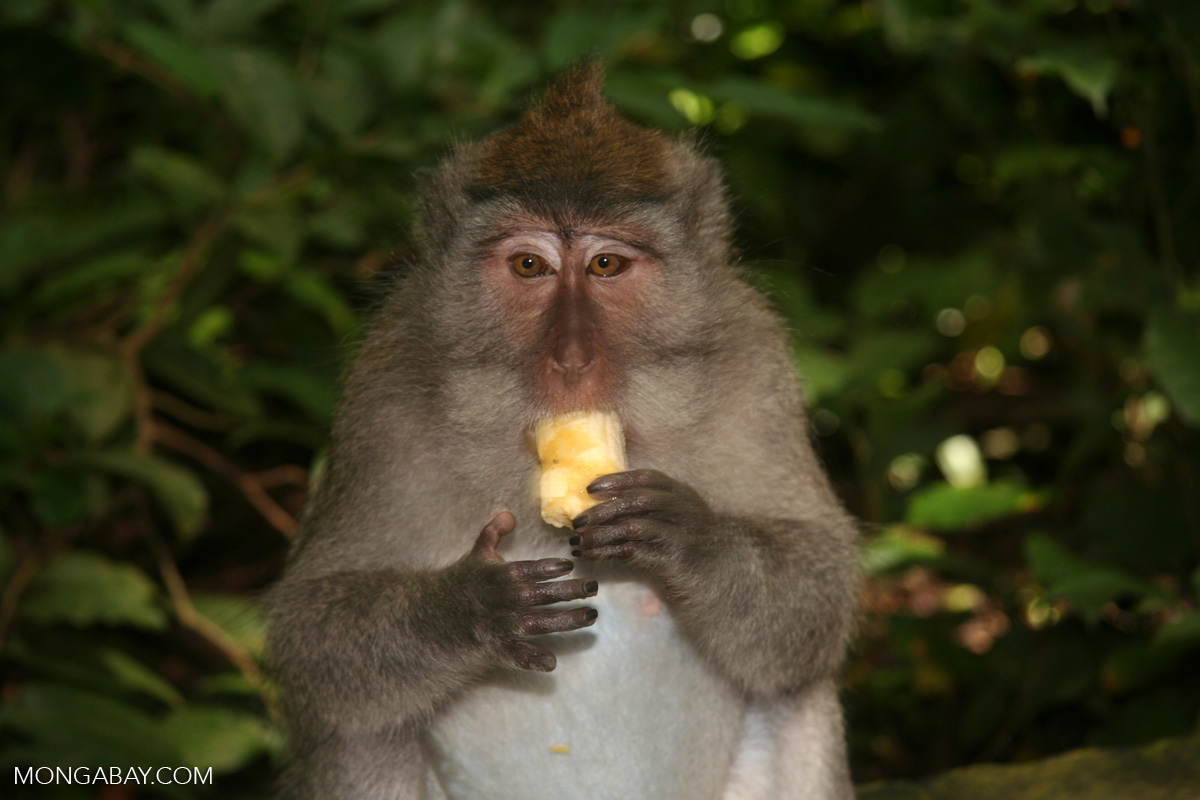 Crab-eating monkey (Macaca fascicularis) eating a fruit (Ubud, Bali)