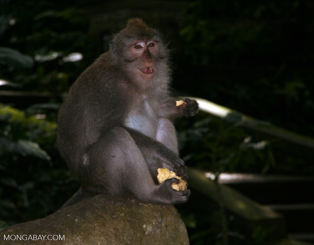 Male Long-tailed macaque eating a tuber in the Monkey Forest at Ubud ...