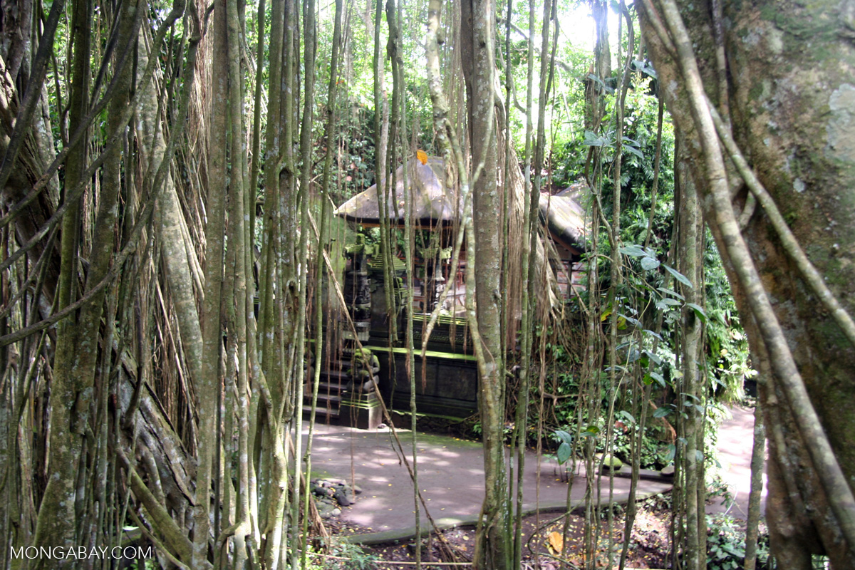 Monkey forest temple seen through the hanging roots of a strangler fig ...