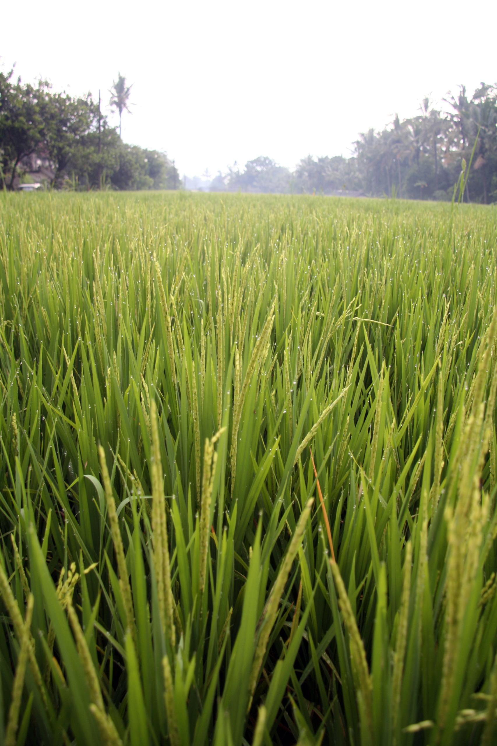 Rice growing in a field near Ubud (Ubud, Bali)