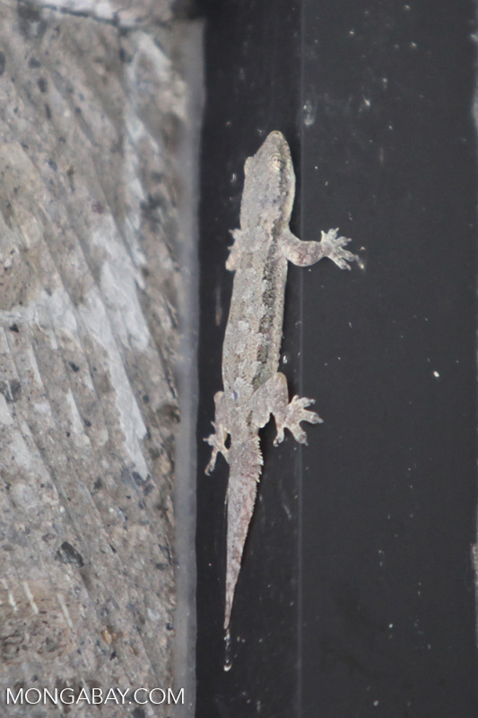 House gecko in Bali
