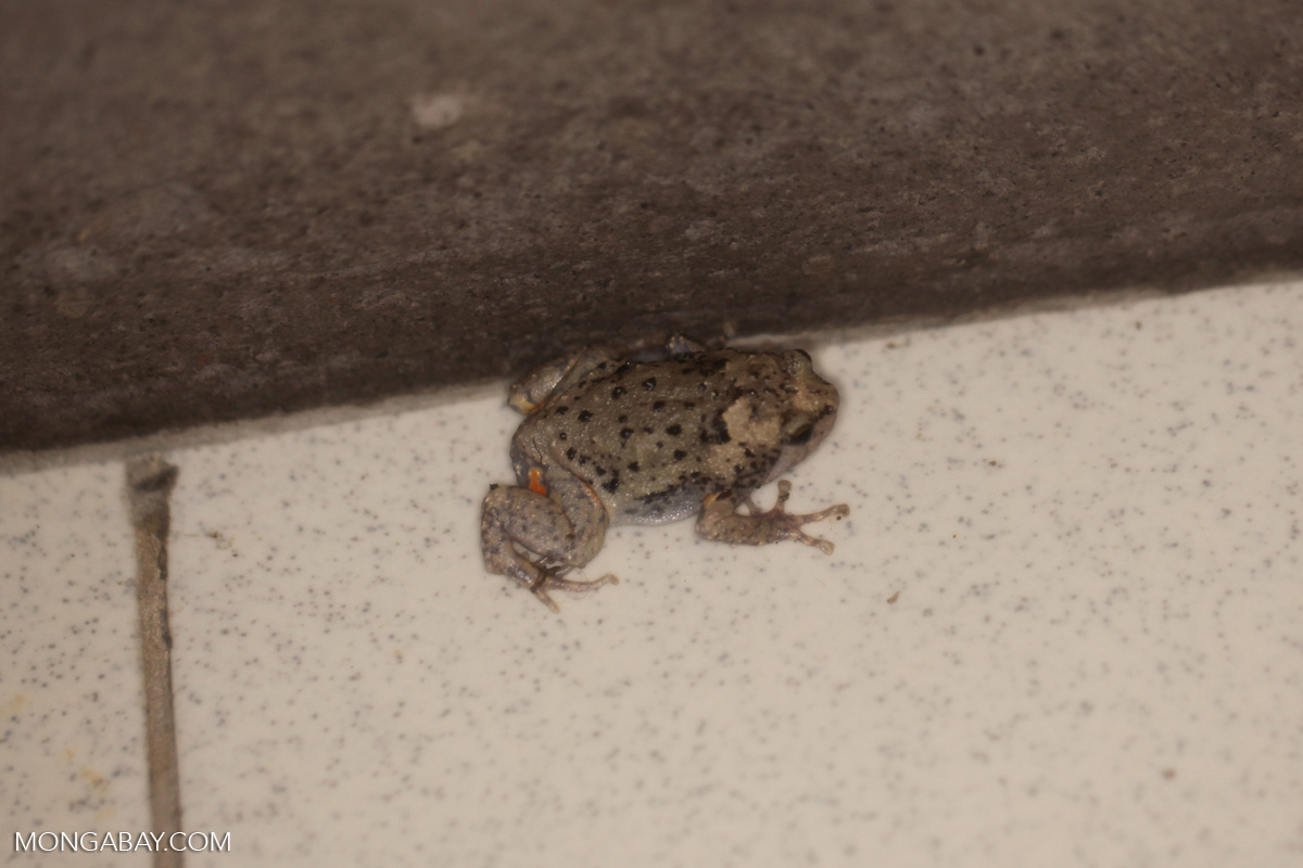 Gray toad with black spots