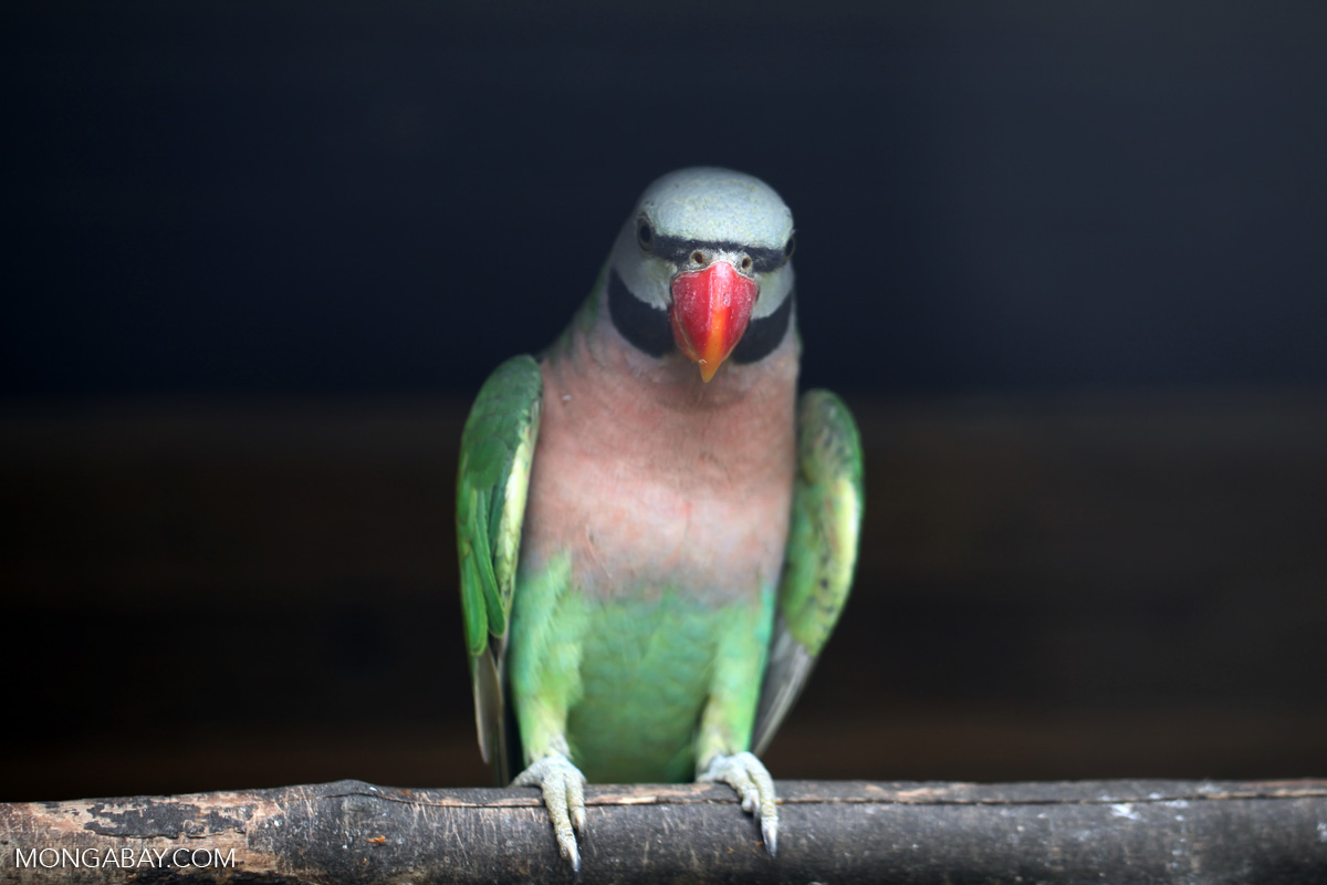 Moustached Parakeet (Psittacula alexandri) [known as Betet Jawa in ...