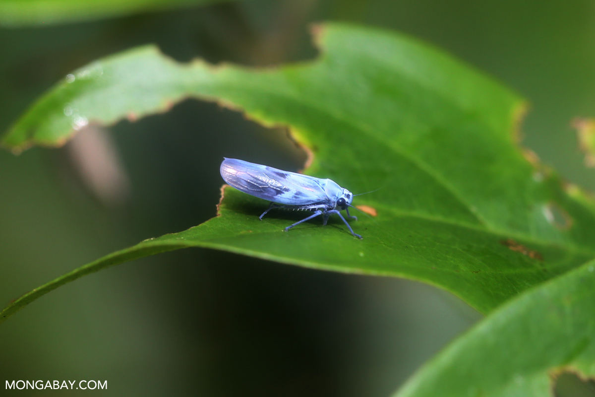 Blue bug