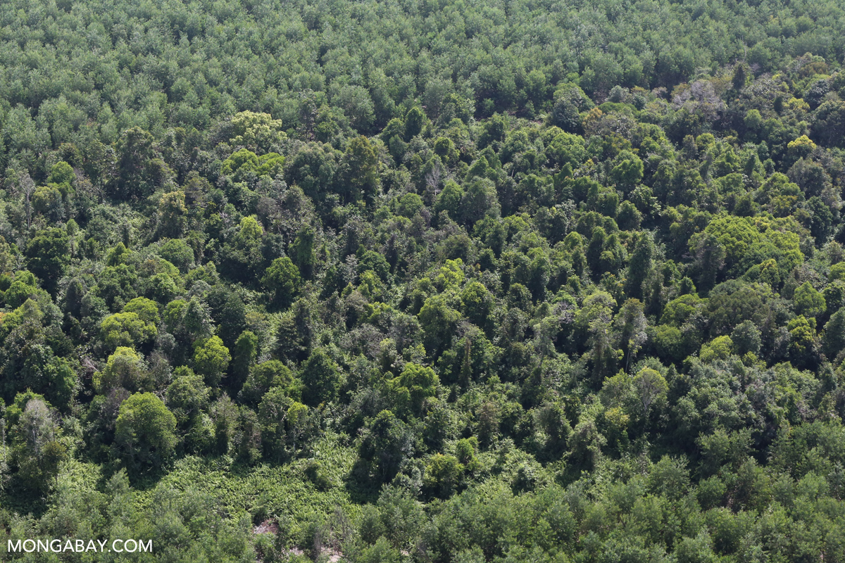 Natural forest block inside an acacia plantation