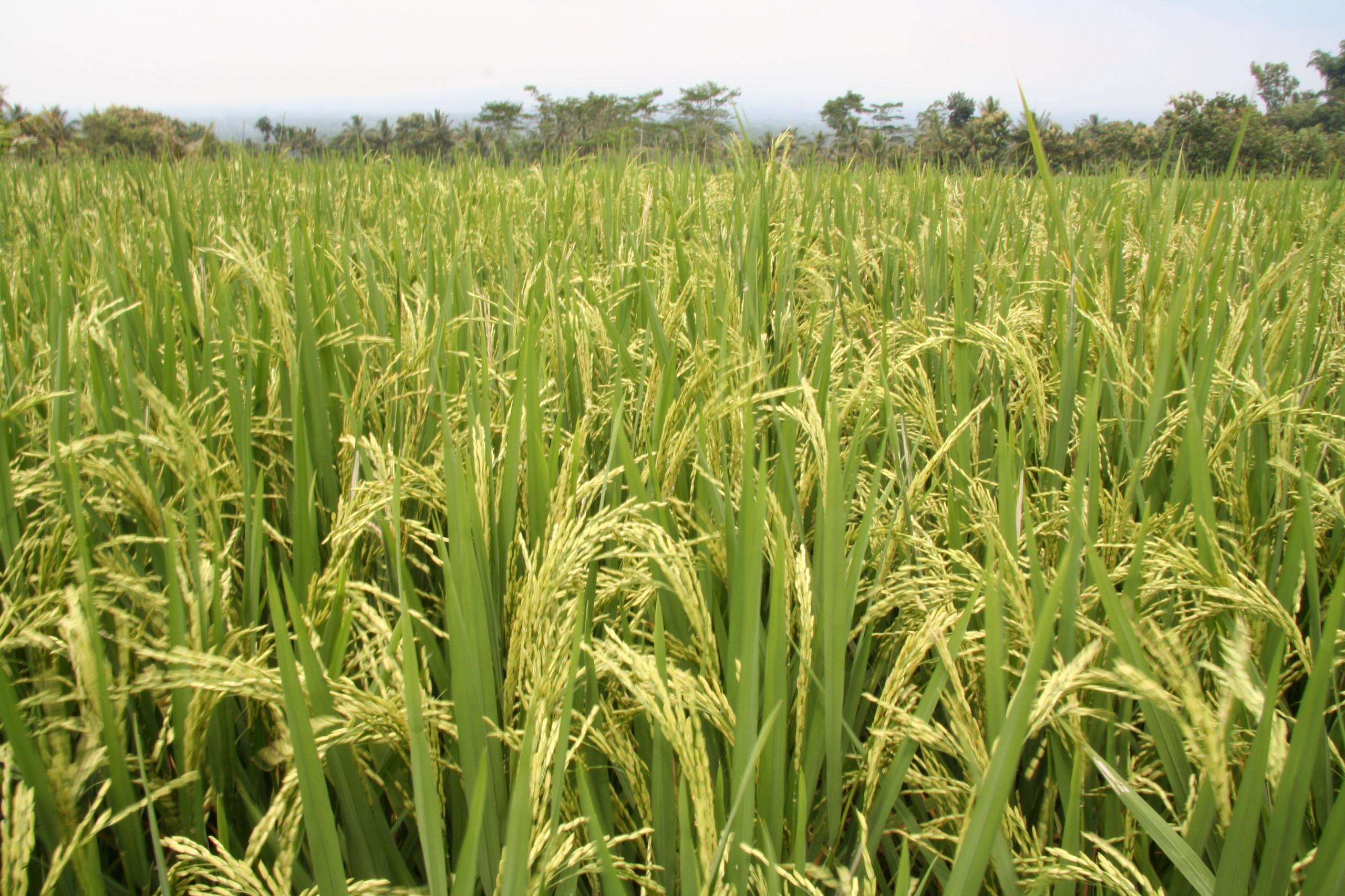 Close up on grains of rice in a rice field (Java)