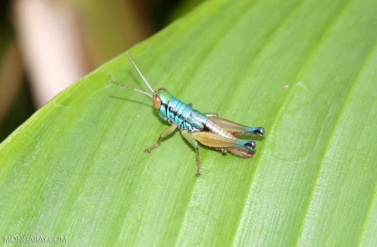 Blue green and copper colored grasshopper with large red eyes and ...