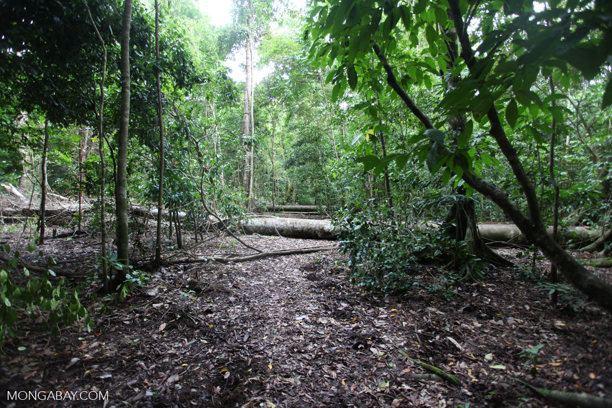 Fallen rain forest tree in Java's Ujung Kulon