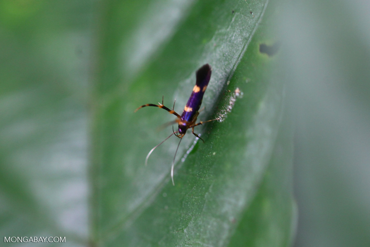 Purple, orange, and black insect [java_0252]