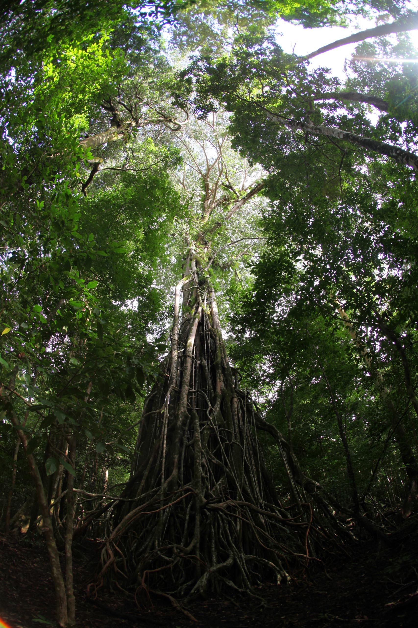 Gigantic strangler fig