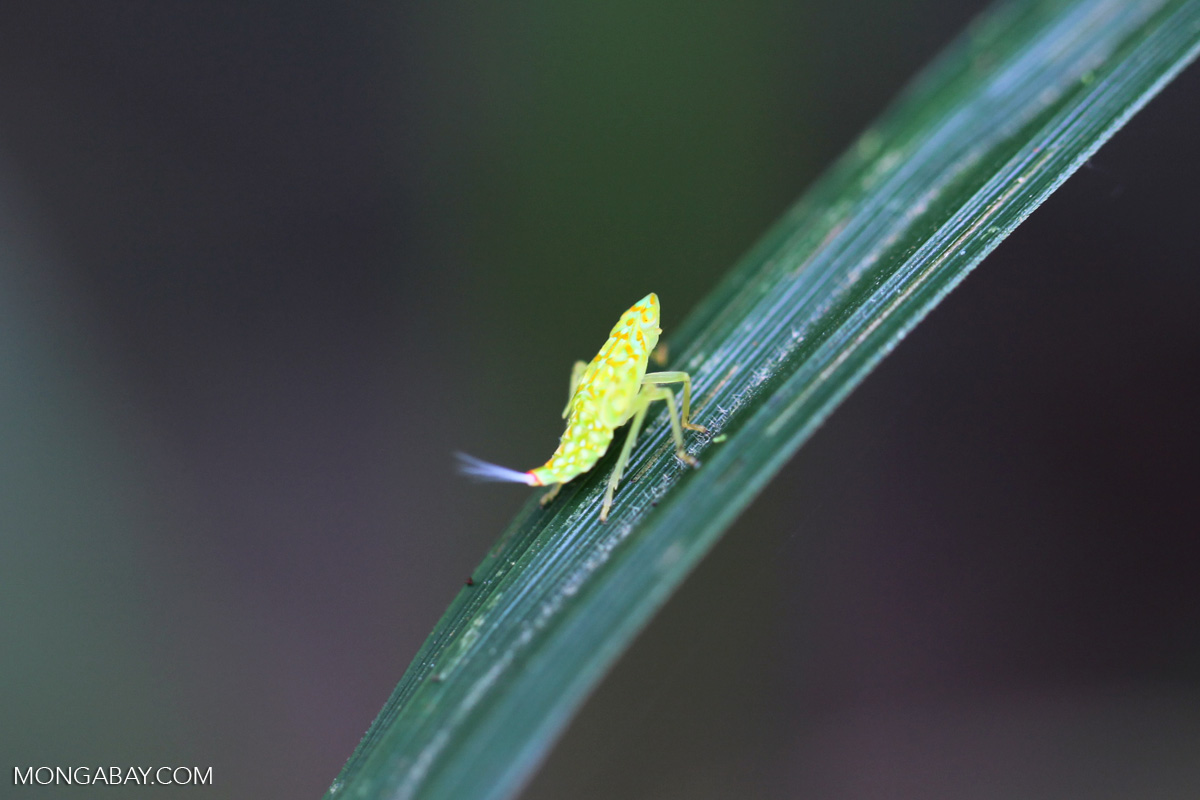 Small neon green insect with orange spots [kalbar_0188]