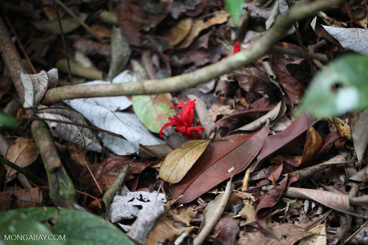 Red flower emerging from the rainforest floor