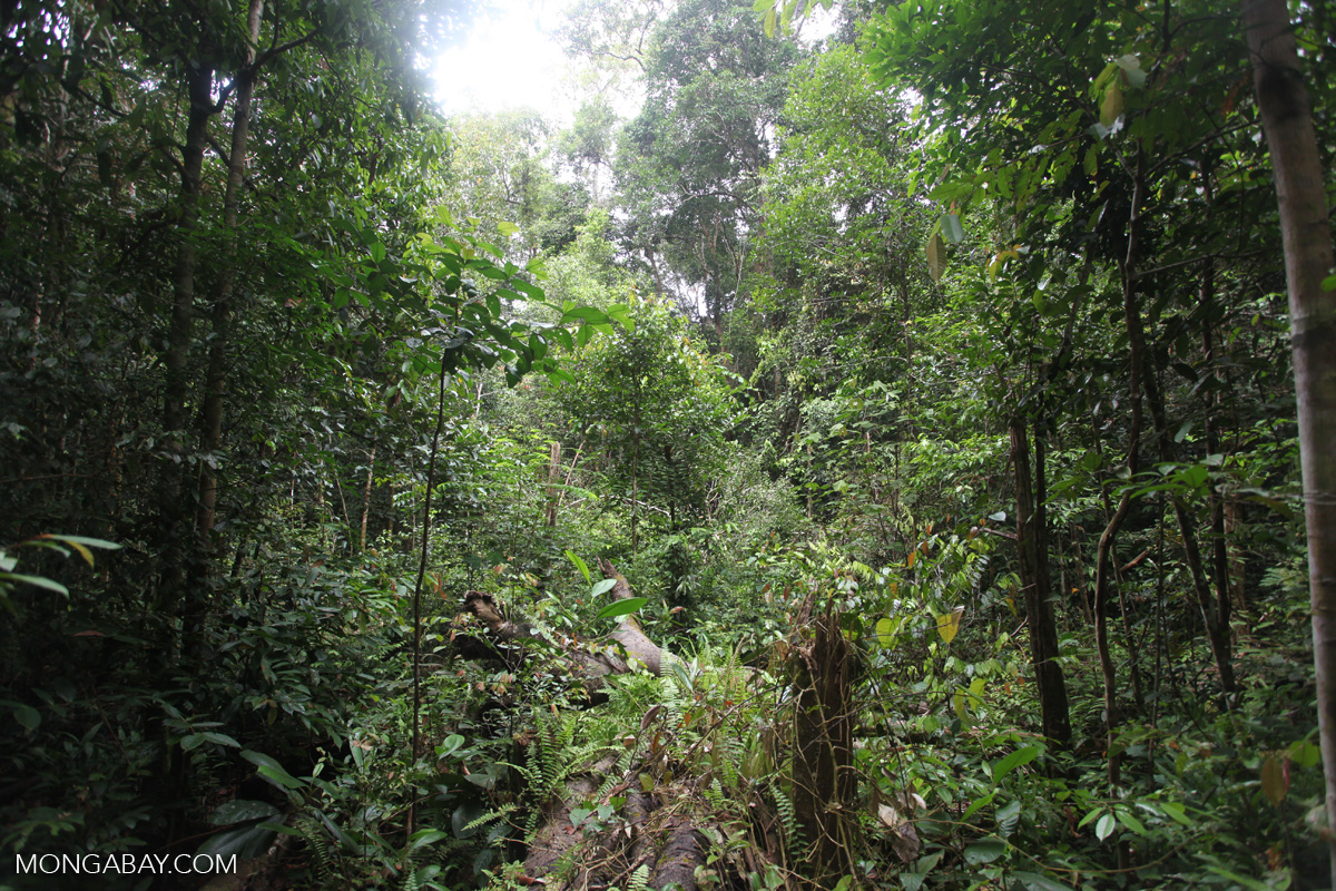 Rainforest light gap