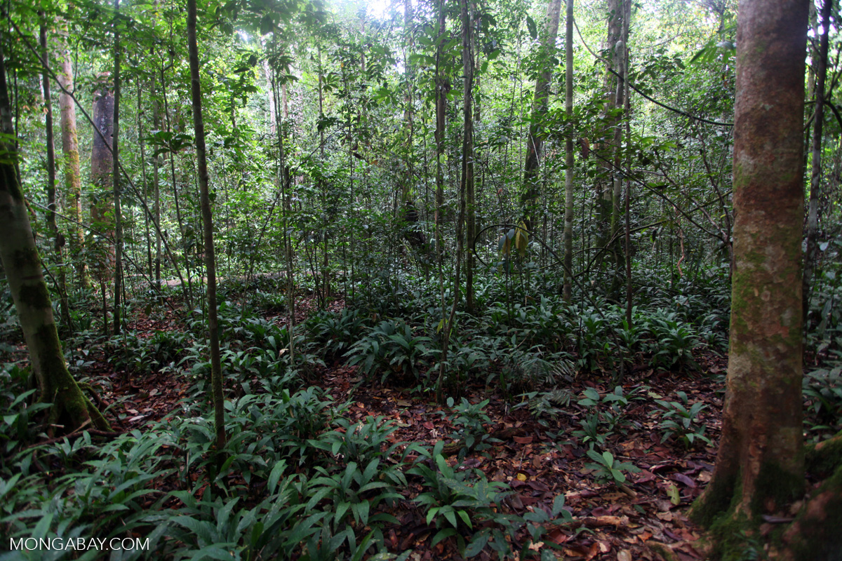 rainforest-shrub-layer-kalbar-0321