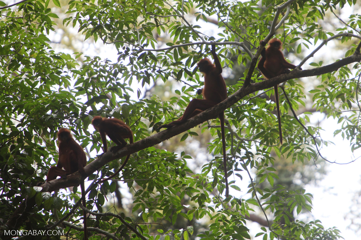 Maroon Leaf Monkeys in the rain forest canopy