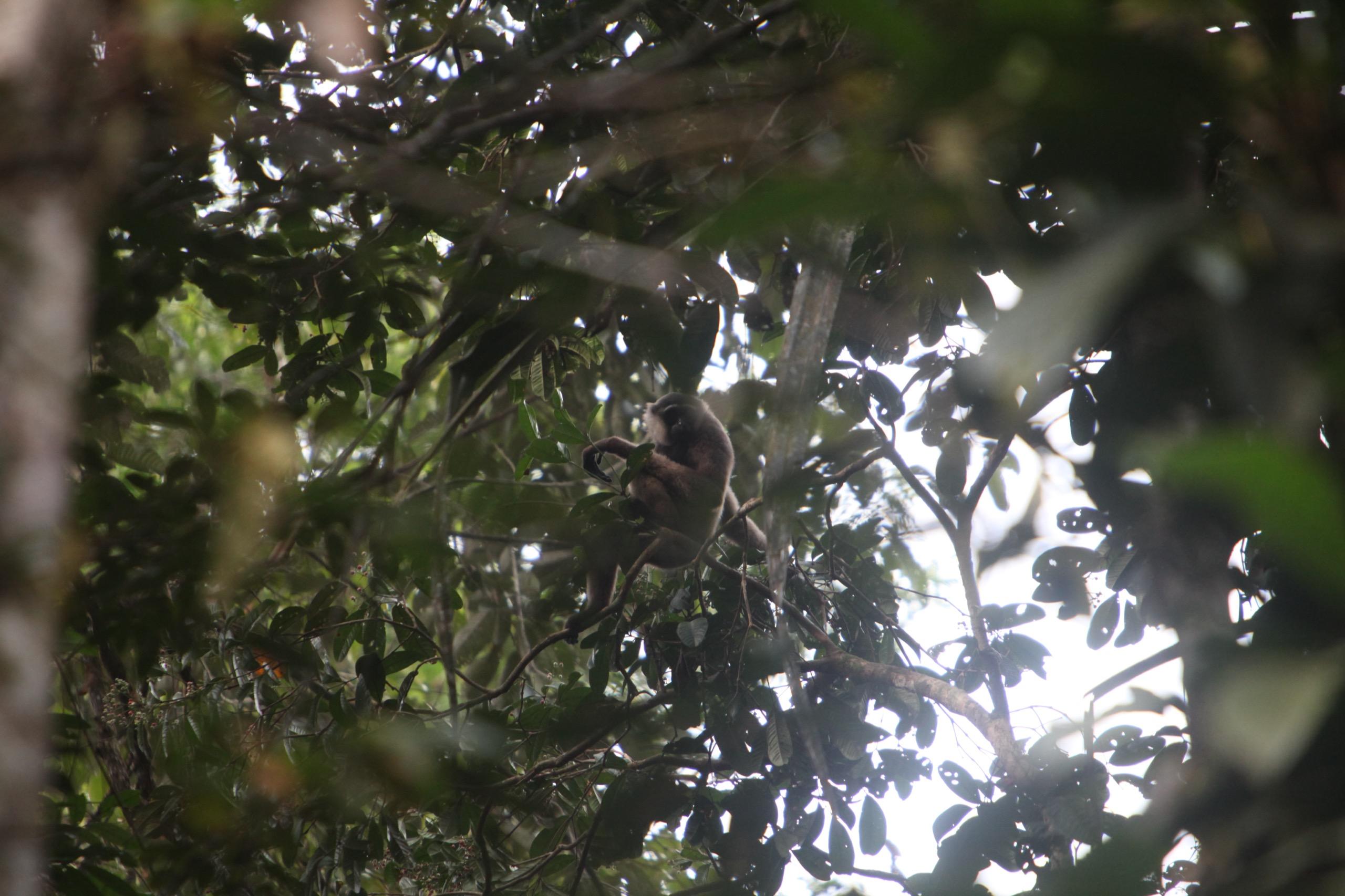Bornean white-bearded gibbon [kalbar_0998]