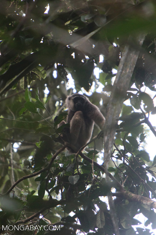 Bornean white-bearded gibbon [kalbar_0990]
