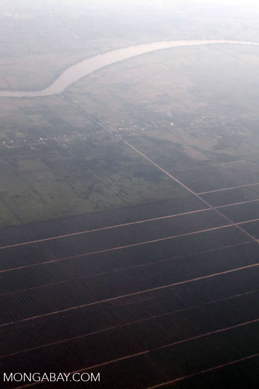 Aerial view of forest and land cleared for oil palm plantations [kalbar ...