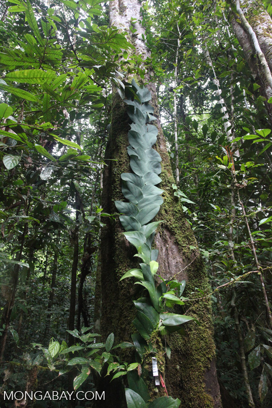 Vines climbing a rainforest tree [kalbar_1431]
