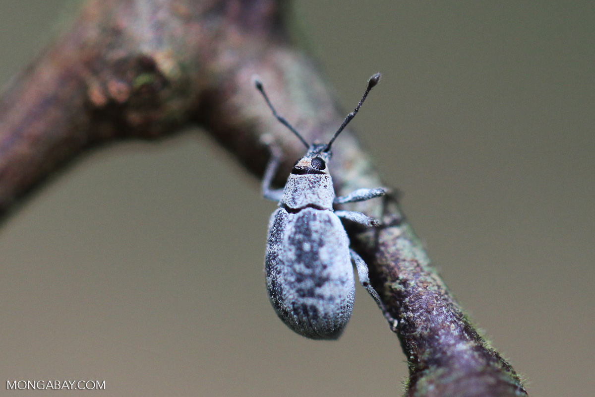 Ghost beetle