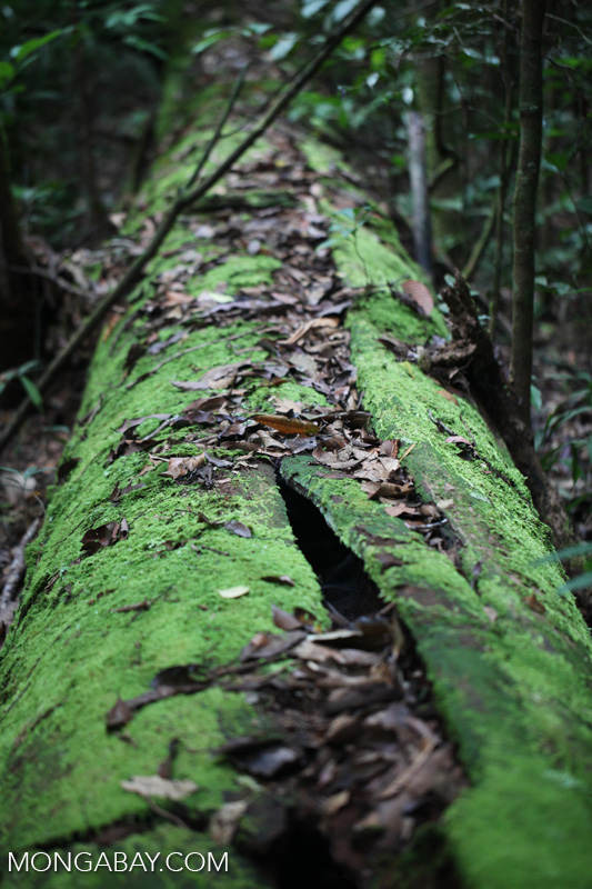 Moss-covered fallen rainforest log