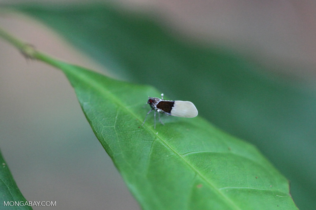 Black and white planthopper with red eyes [kalbar_1804]