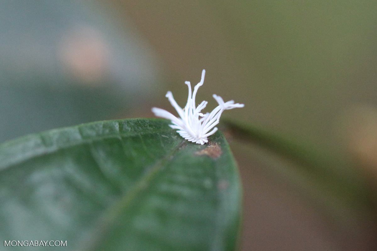 White lichen-like planthopper larva