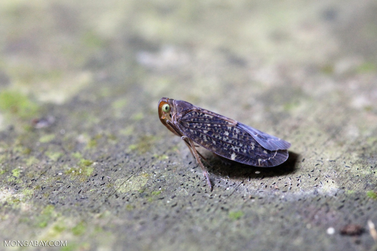Green-eyed, orange-headed, purple-bodied planthopper