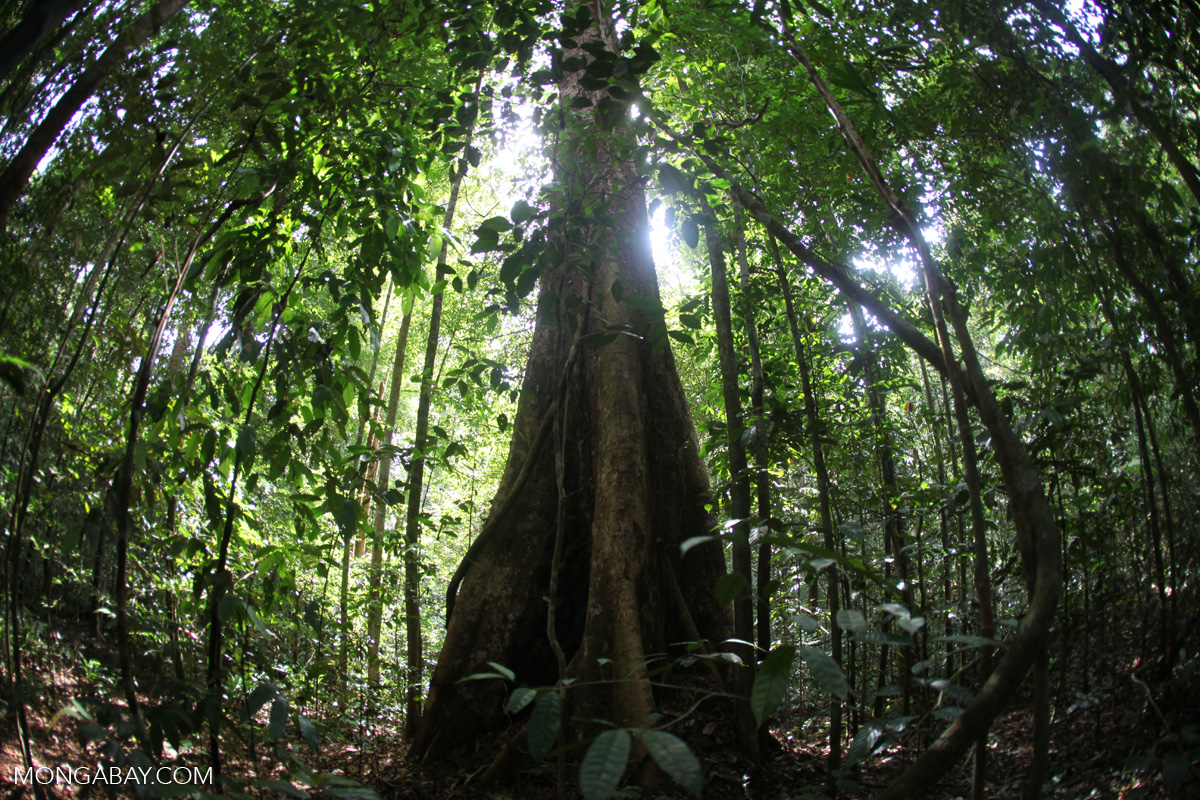 Tree with buttress roots