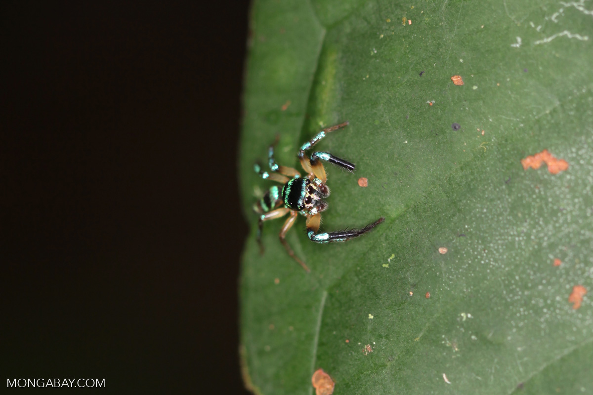 Turquoise and black jumping spider [kalbar_2120]