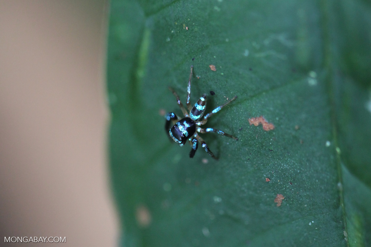 Turquoise and black jumping spider