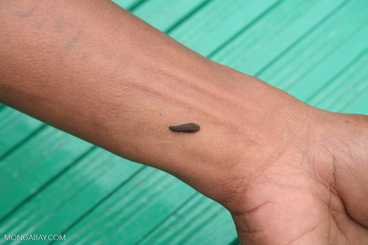 Blood-sucking jungle leech on man's arm (Kalimantan, Borneo ...
