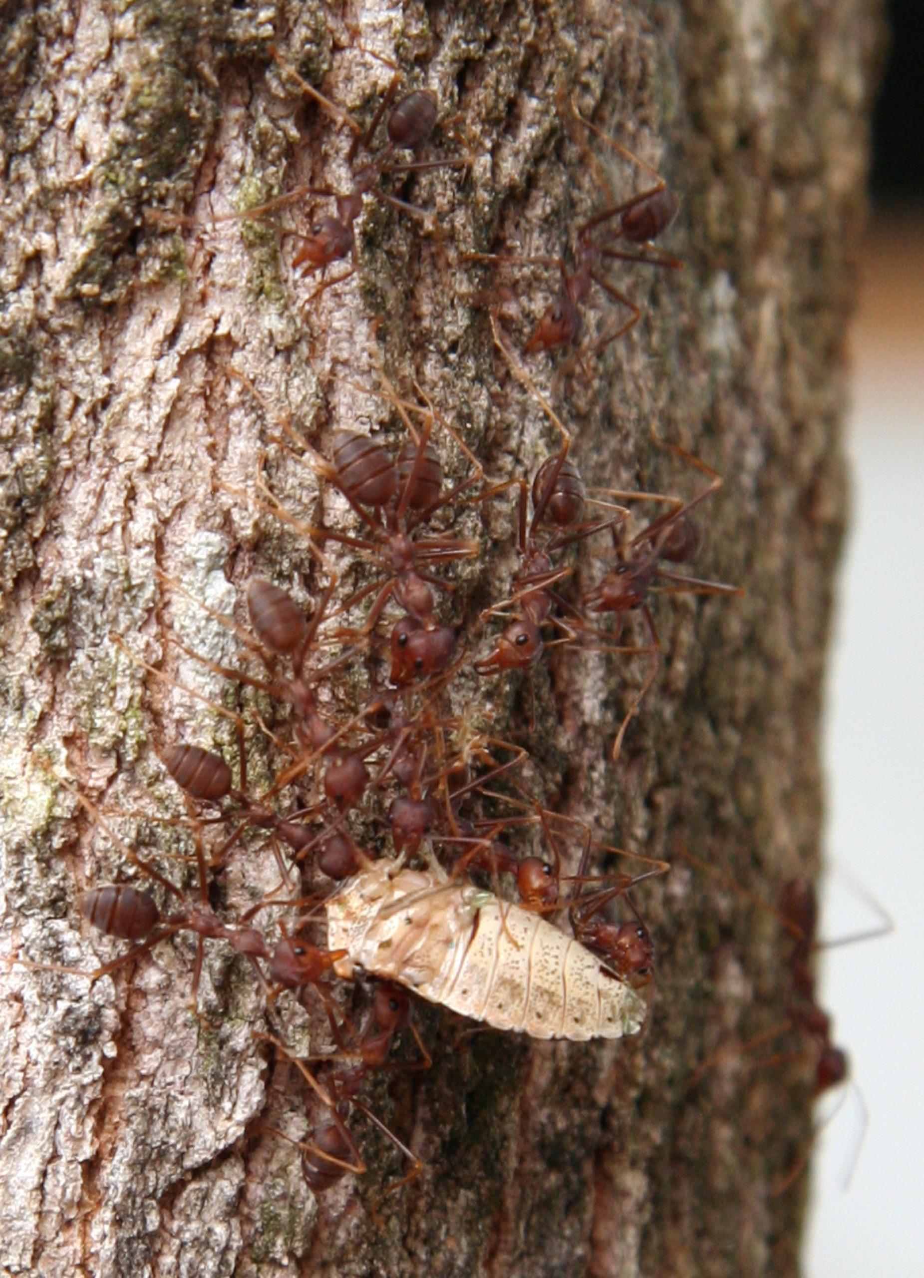 Ants hauling body parts of a dead insect up a tree trunk (Kalimantan ...