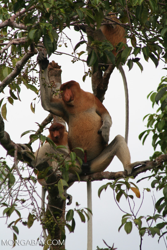 Large-nosed Male Proboscis Monkey eating fruit in the rain forest ...
