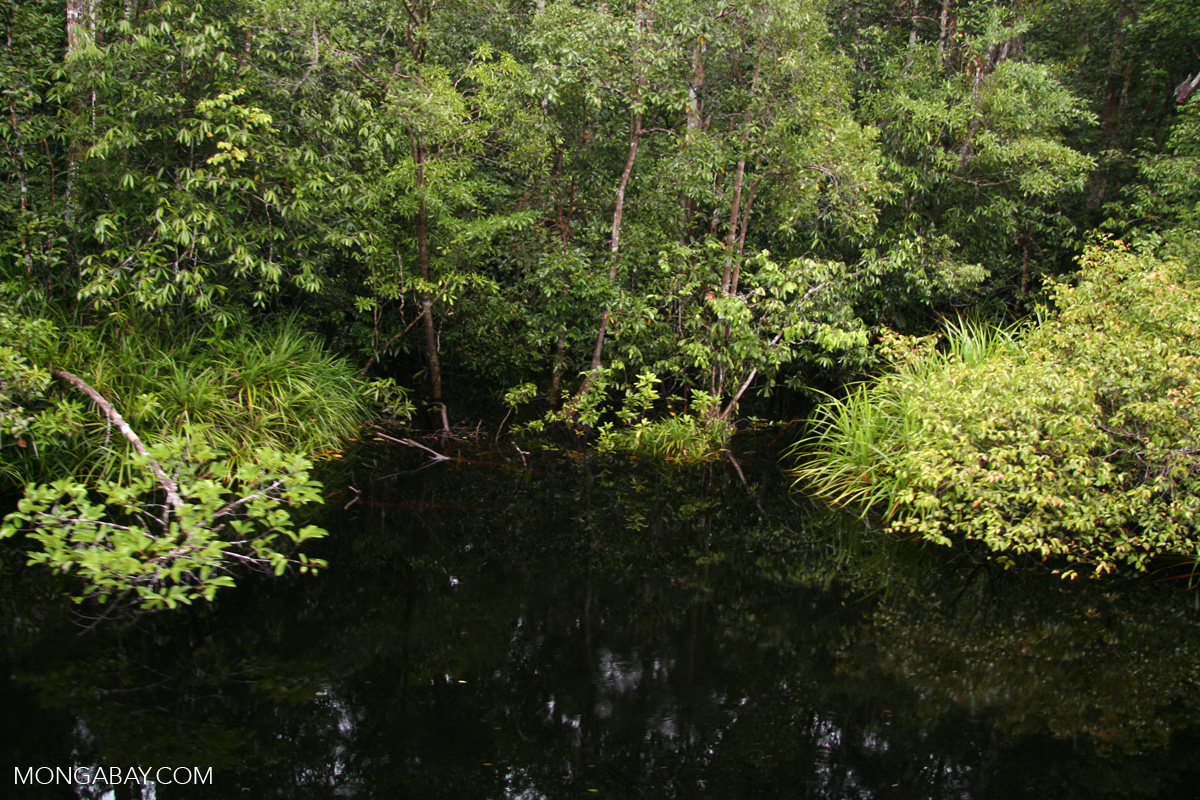 Swamp forest along blackwater river to Camp Leaky (Kalimantan, Borneo ...