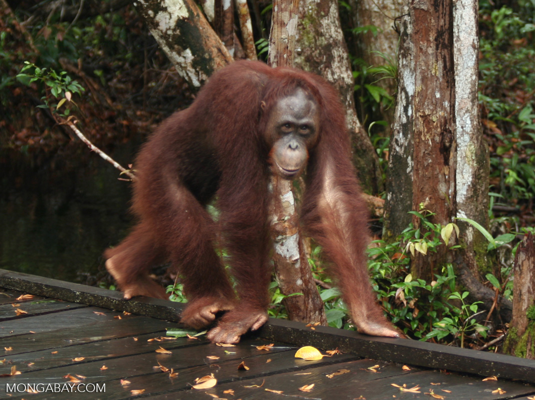Borneo Orang-utan walking on boardwalk (Kalimantan, Borneo - Indonesian ...