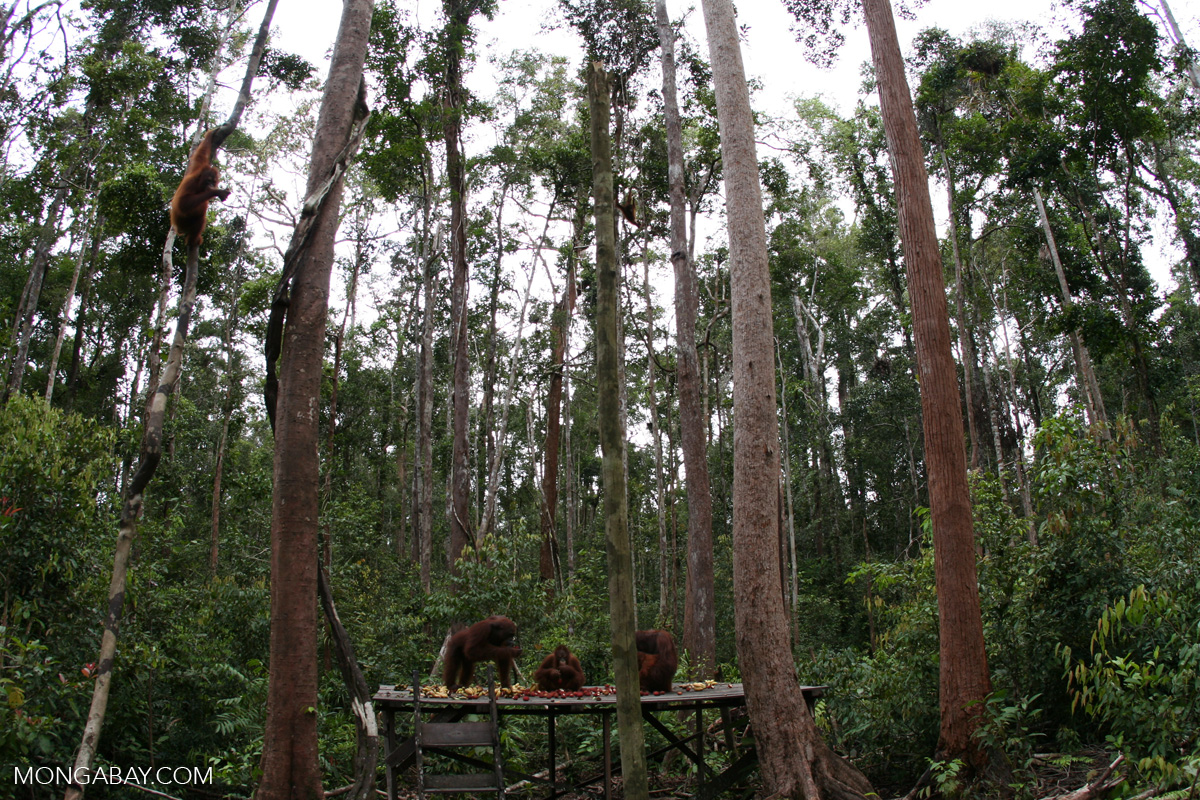 Group of orangutans on feeding platform in Tanjung Puting National Park ...