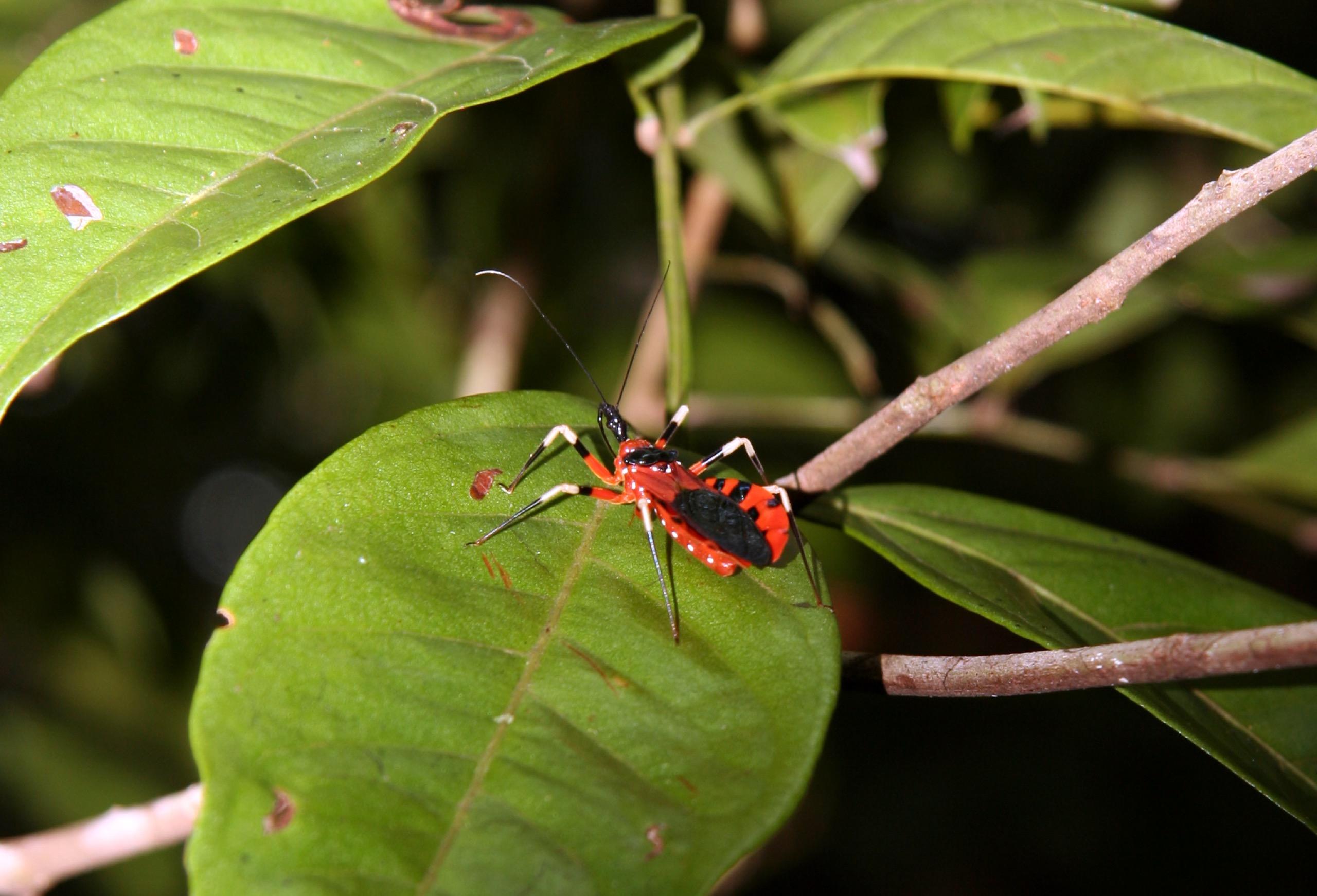 Red weevil-like insect with yellow and black legs (Kalimantan, Borneo ...