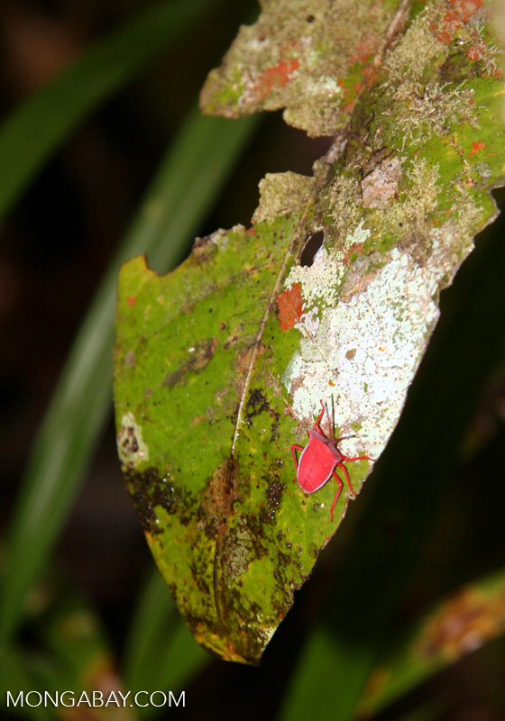 Bright red insect (Kalimantan, Borneo - Indonesian Borneo)