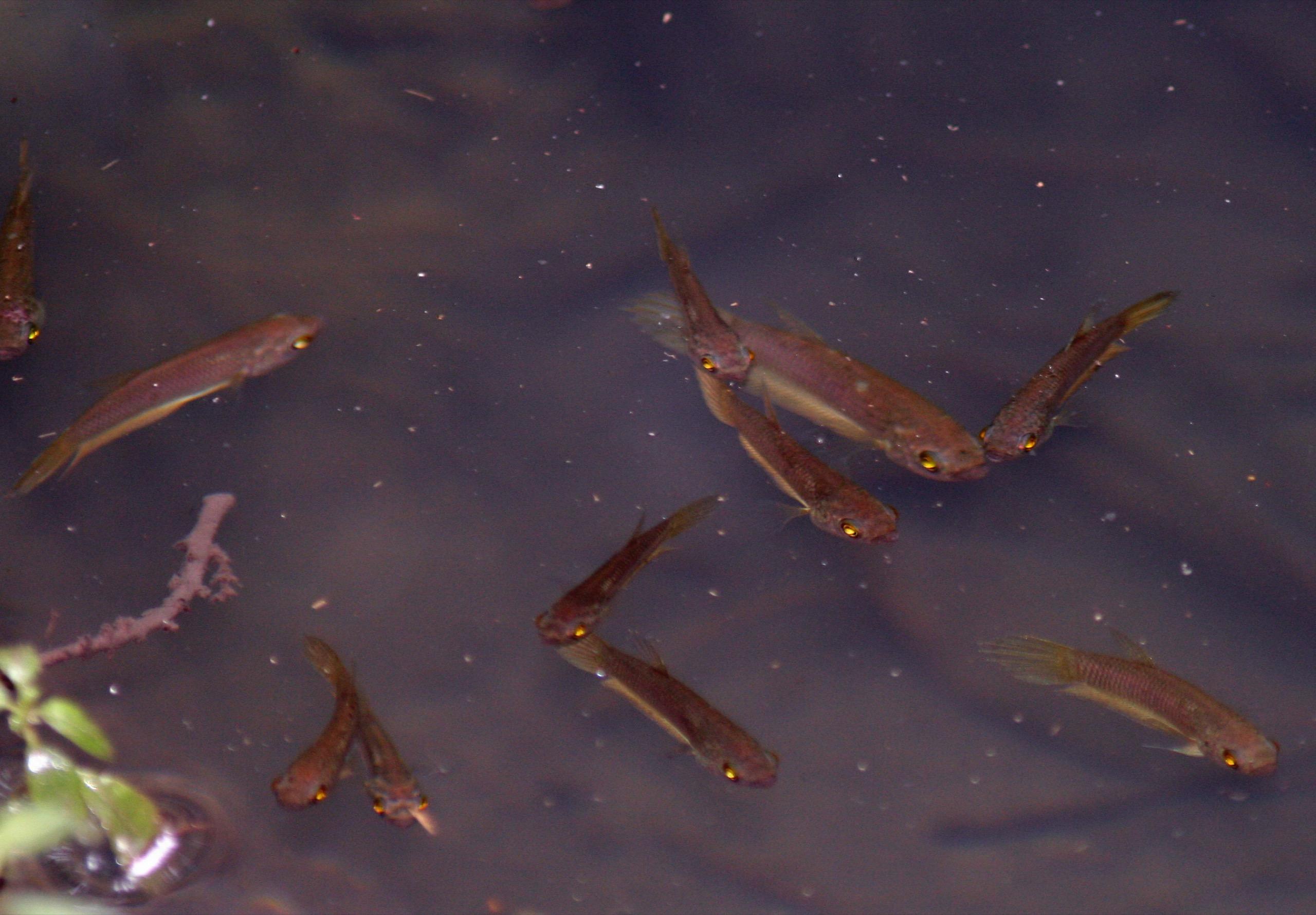 Killifish in small blackwater pond in the peat swamp forest of Borneo ...