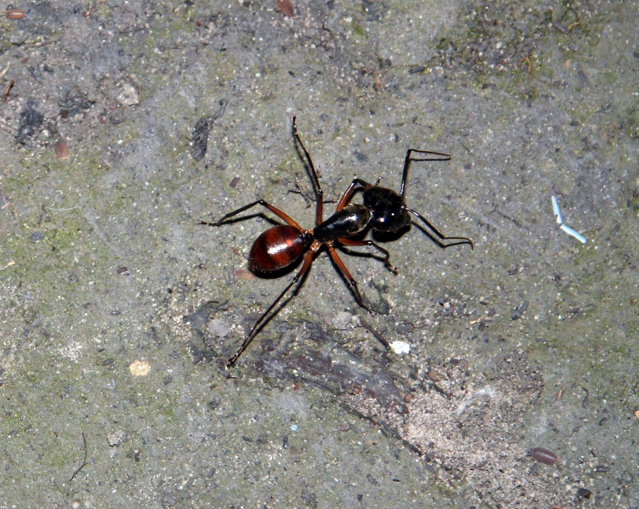 Large ant in Borneo rainforest (Kalimantan, Borneo - Indonesian Borneo)