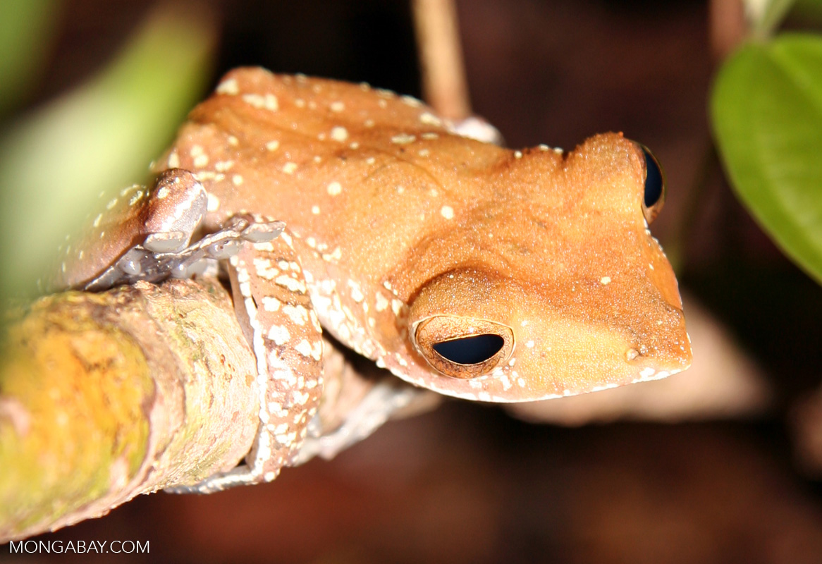 Tree frog in the rain forest of Borneo (Kalimantan, Borneo - Indonesian ...