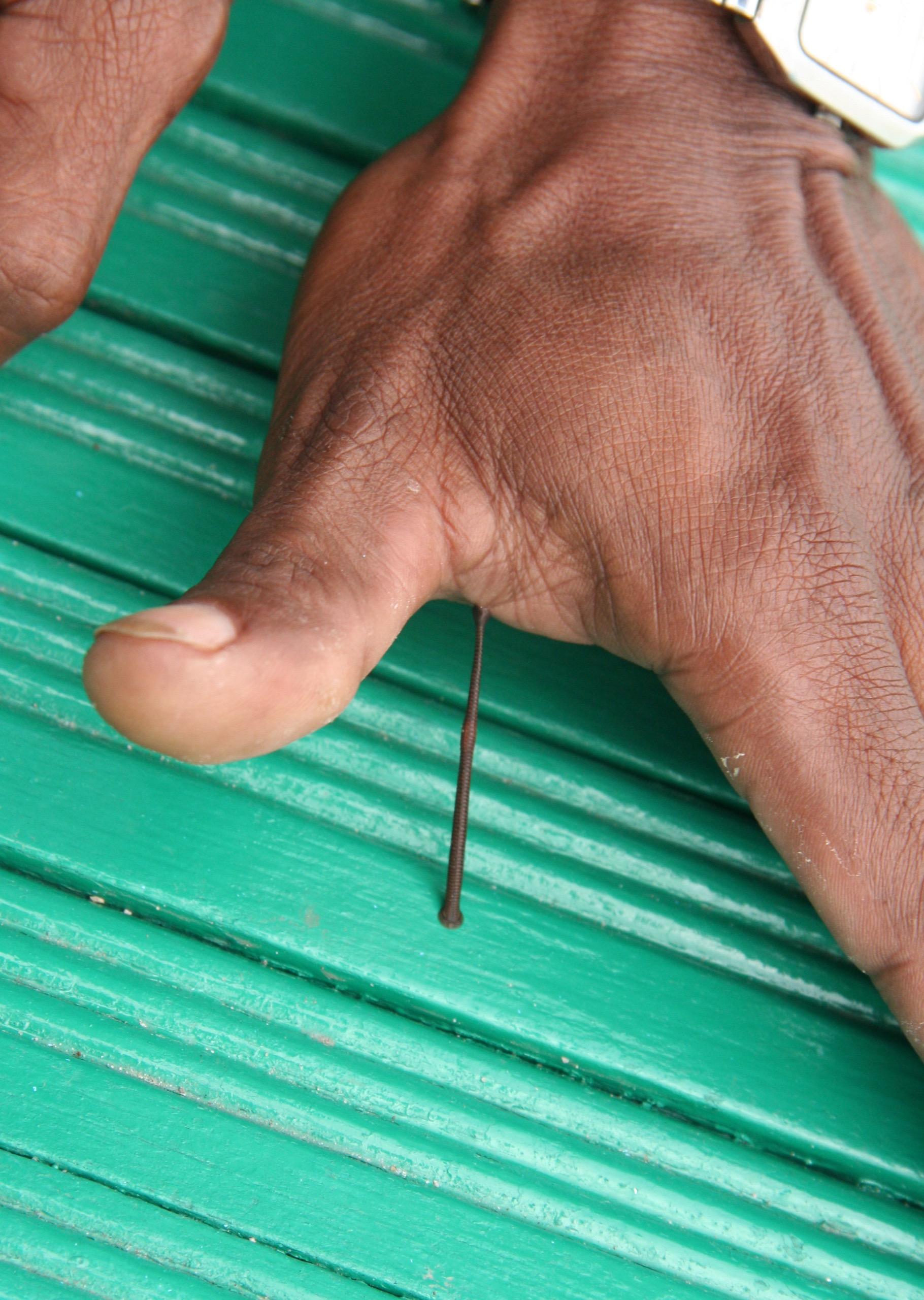 Blood-sucking leech reaching for a person's hand (Kalimantan, Borneo ...