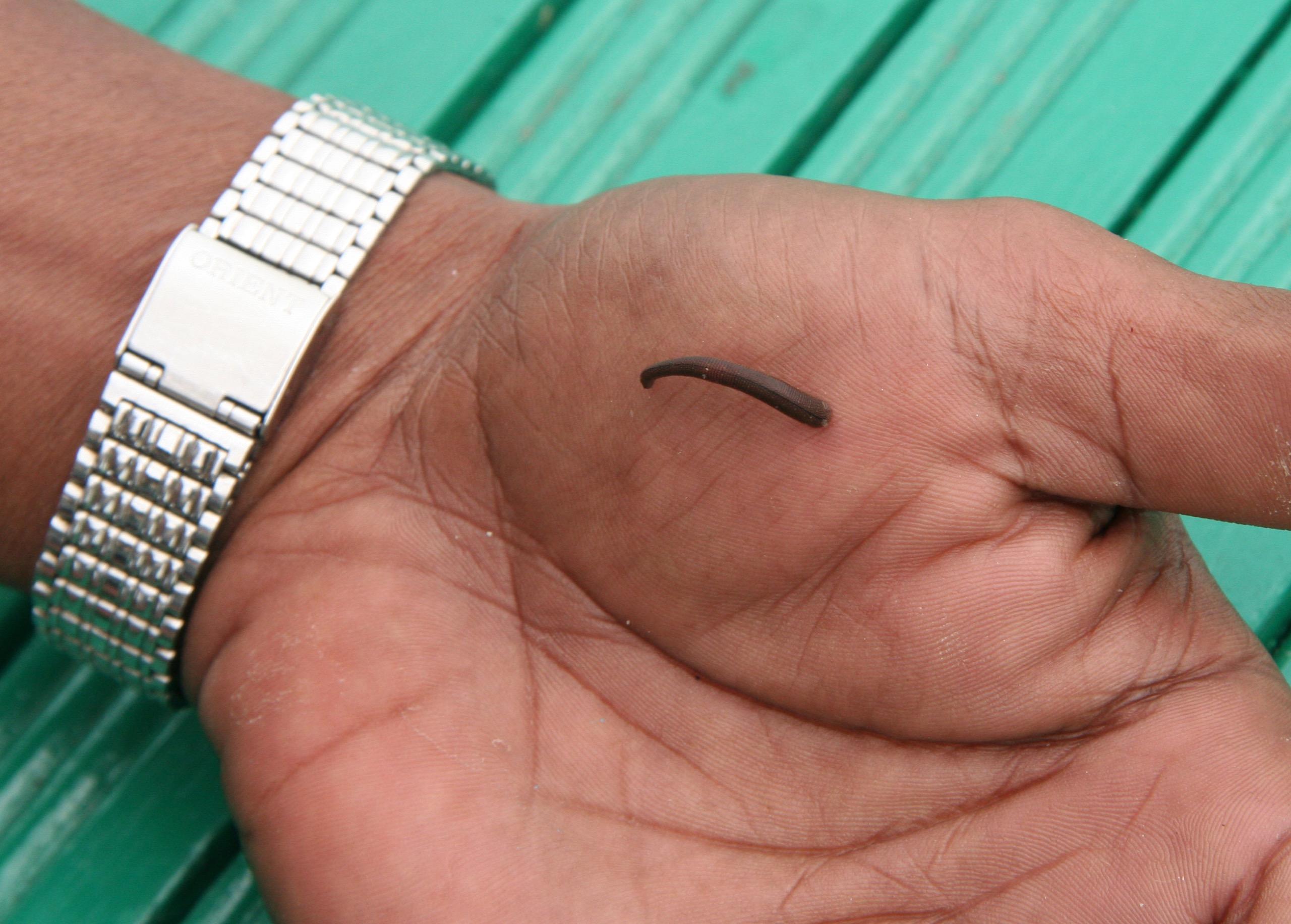 Blood-sucking leech on a man's hand (Kalimantan, Borneo - Indonesian ...