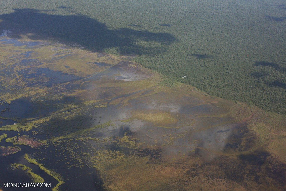 Aerial view of peatlands in Central Kalimantan [kalimantan_9065]